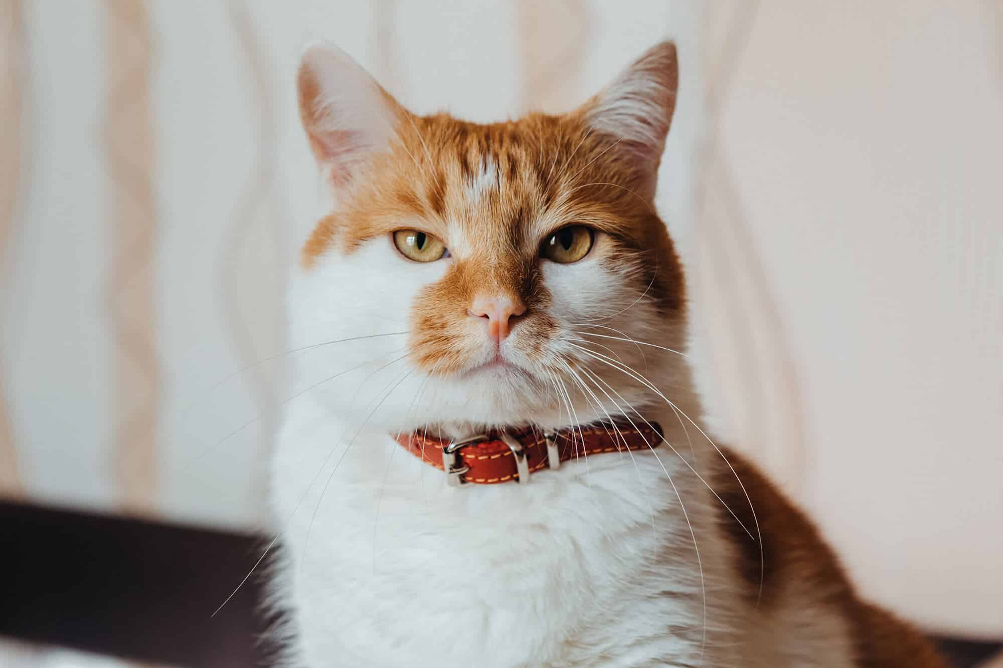 Pawsitively Epic: Your Ultimate Guide to Pet Parties in Australia ...